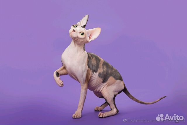 Канадский сфинкс в совладение