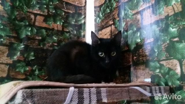 Пантерочка Настена