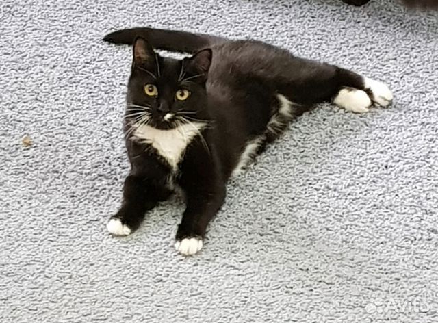 Кошечка ищет дом