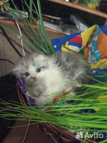 Котята шиншилки вислоушки
