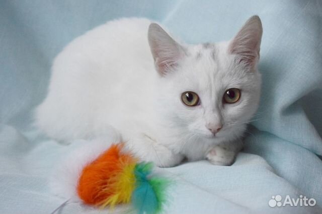 Принцесса Зефирка, котёнок 3 месяца