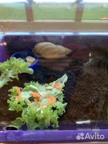 Улитка ахатина в очень добрые руки