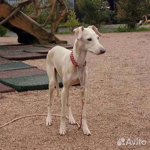 Кремовый мальчик левретка 6 месяцев