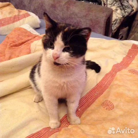 Кошка ищет дом