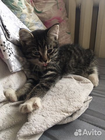 Котёнок в добрые руки