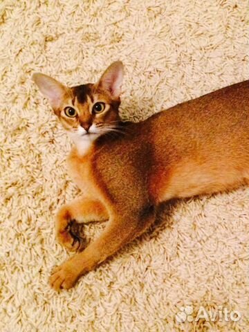 Абиссинская кошка, 1,5 года, под разведение