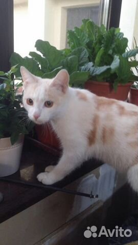 Котик мраморного окраса в добрые руки