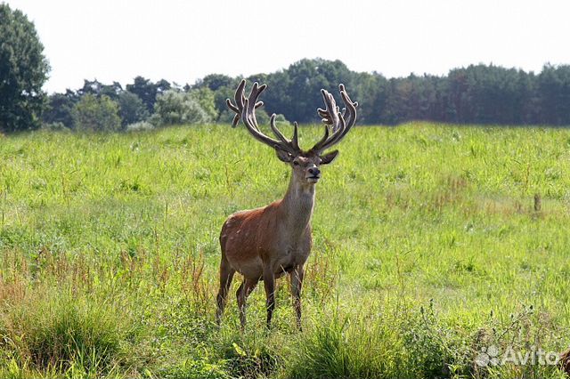 Олень благородный, лань, муфлон