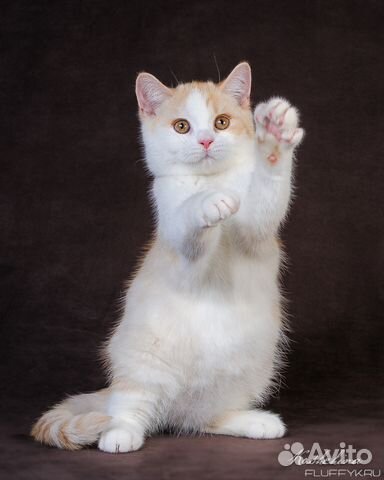 Британские котята