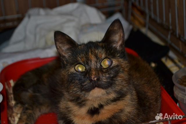 Котёнок Бузинка ищет дом