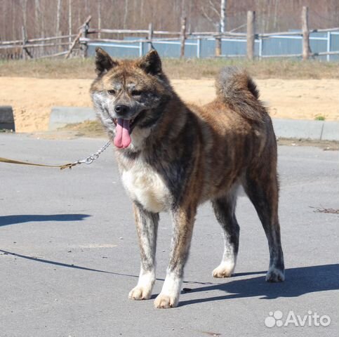 Акита очень добрая тиграшка