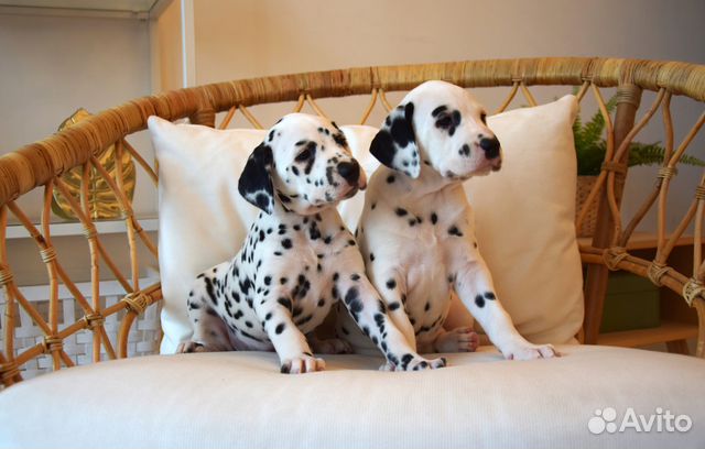 Продаются щенки далматина, девочки