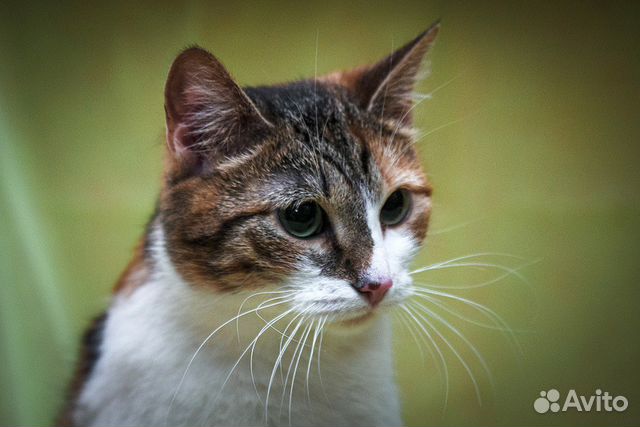 Трехцветка-Лариса на счастье)