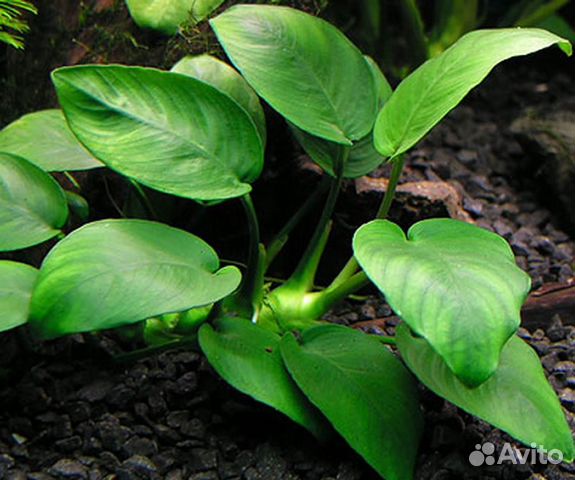 Растение Анубиас (Anubias Bateri) для аквариума