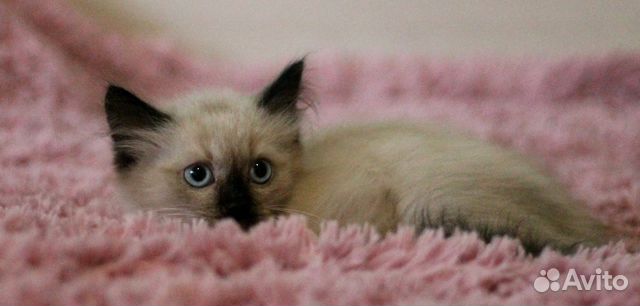 Голубоглазые котята и Черныш ищут дом