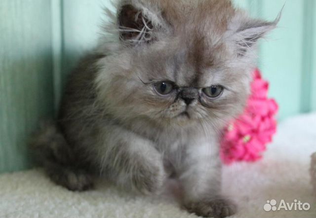 Продаются котики персы