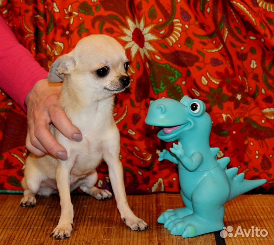 Супер-мини девочка чихуахуа красавица