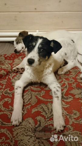 Отдам щенка