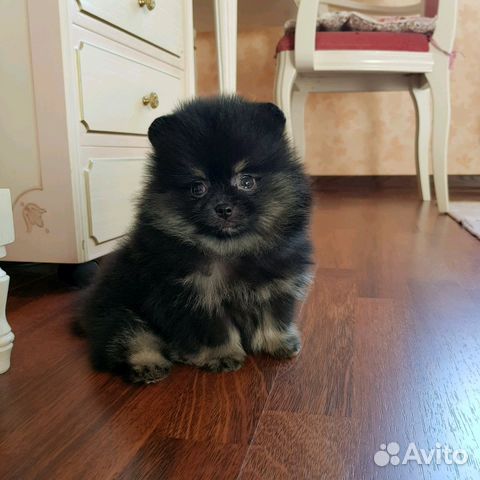 Крошечная девочка померанского шпица