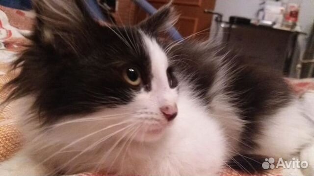 Котенок Шоня - черно-белый, плюшевый красавчик