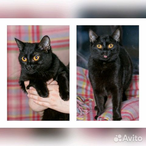 Кошка Сахара