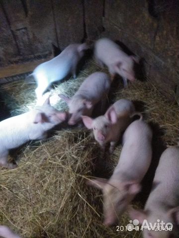 Продаются поросята и крс