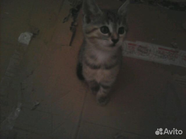 Котёнок Очаровашка