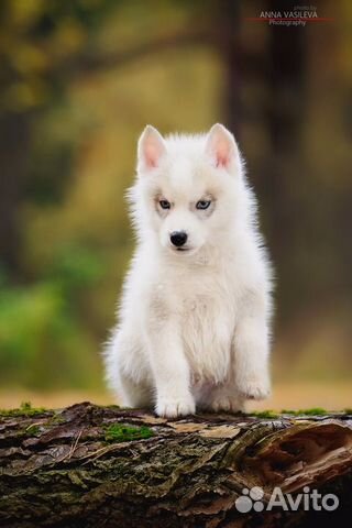 Красивые щенки хаски 2.5мес