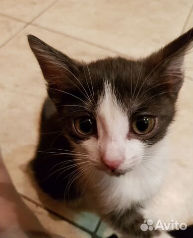 Отдам в добрые руки котенка