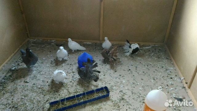 Декоративные голуби