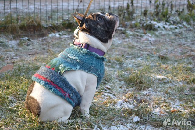 Шикарный подрощенный щенок