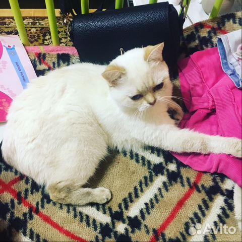 Отдам красавицу кошечку