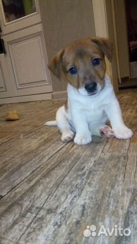 Жду хозяина