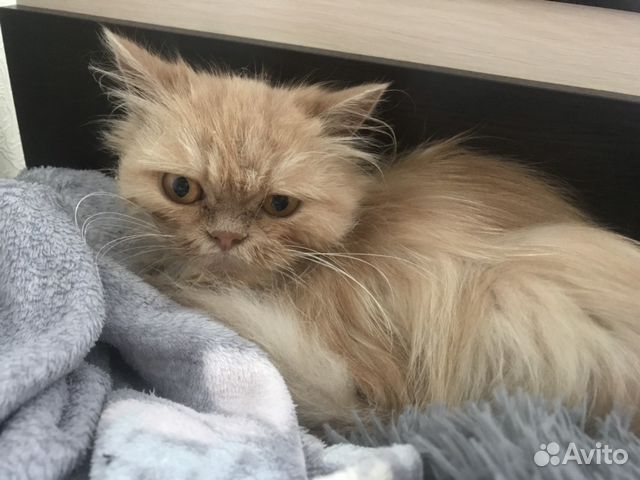 Нашли кошечку, вернем хозяевам