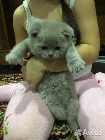 Плюшевые котята