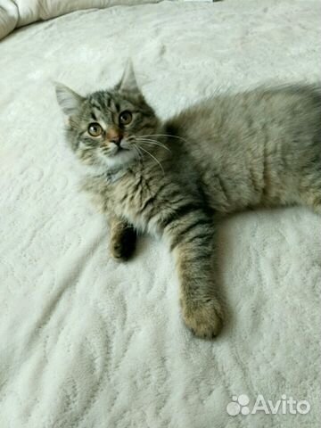 Сибирская кошечка