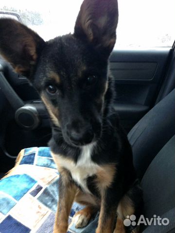 Страшненькая, но ласковая Хэппи в приюте