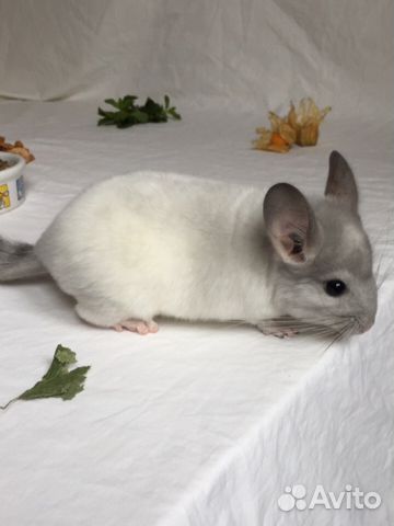 Шиншилла белый фиолет самка