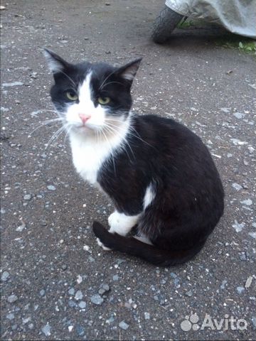 Помогите спасти кота