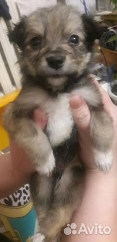 Отдам щенят в добрые руки