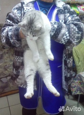 Нашёлся кот/кошка на трассе