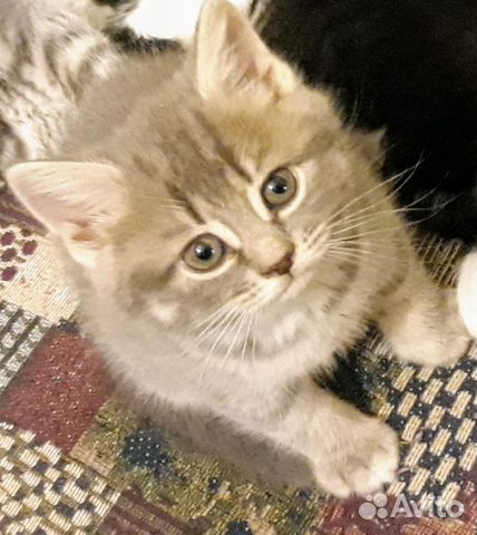 Котята серые