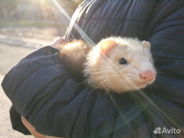 Хорек