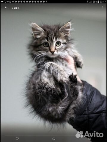 Котята разные бесплатно