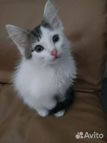 Котята экстремисты в дар