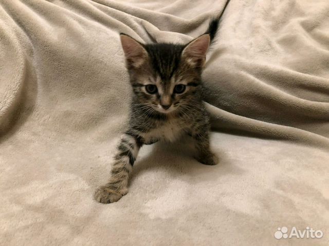 Котенок, девочка, 1.5 мес