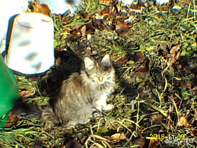 Котята подростки (2 самочки) от сибирской кошки