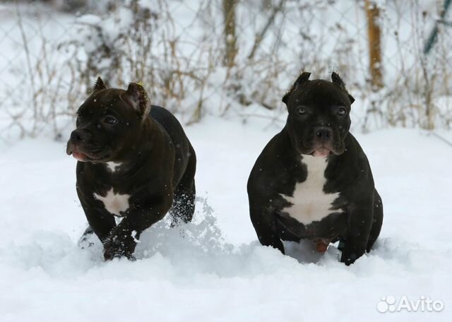 American Bully Черные малыши