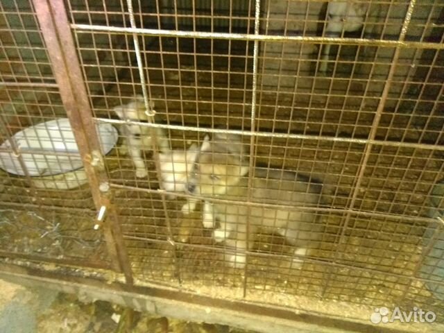 Продаю кутят