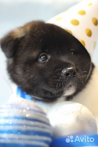 Пушистое счастье